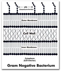 Differences Between Gram-Positive and Gram-Negative Bacteria ...