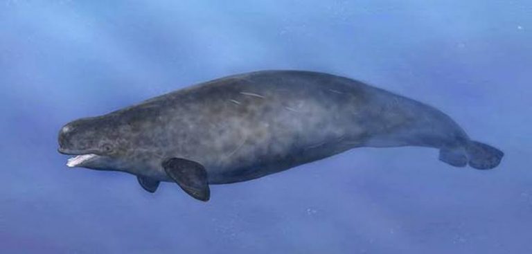20 Amazing And Rare Hybrid Animals - BIOCHEMINSIDER